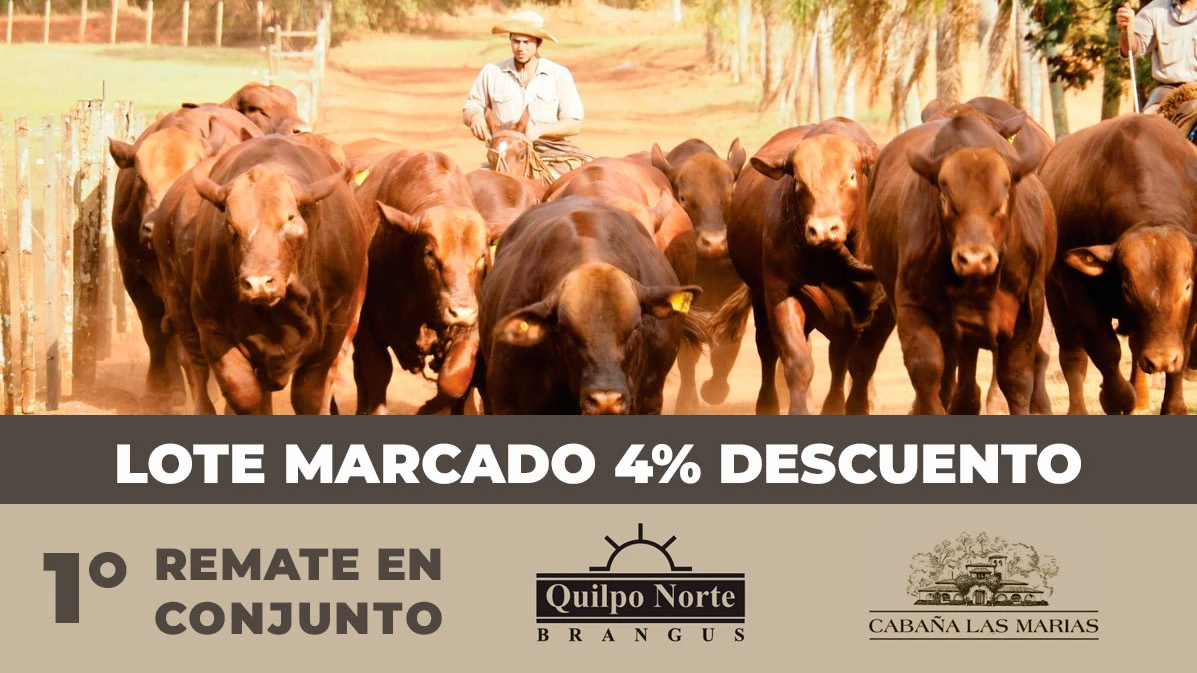 DESTACADA-REMATE.webp